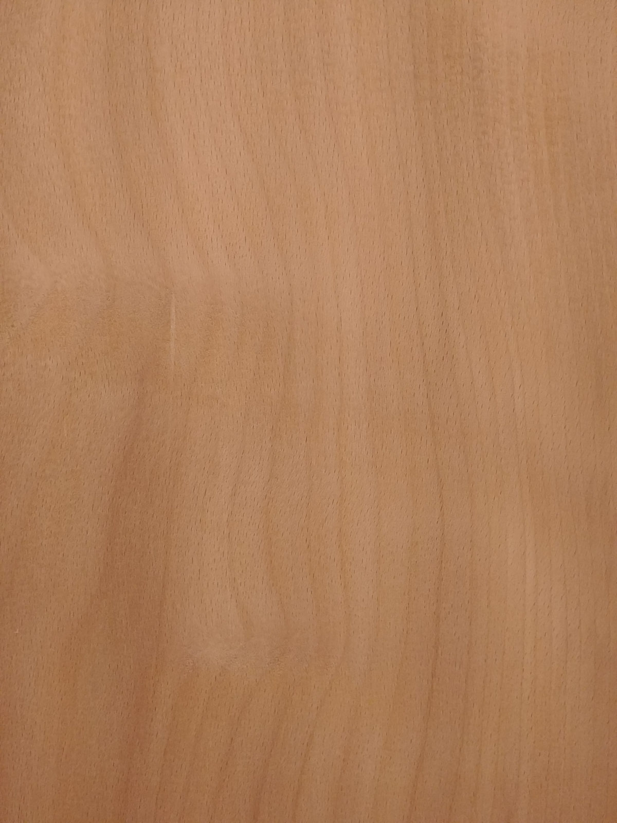 European Beech - Wood Shed